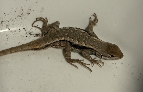 Prairie Lizard (Sceloporus consobrinus) - Snakes and Lizards