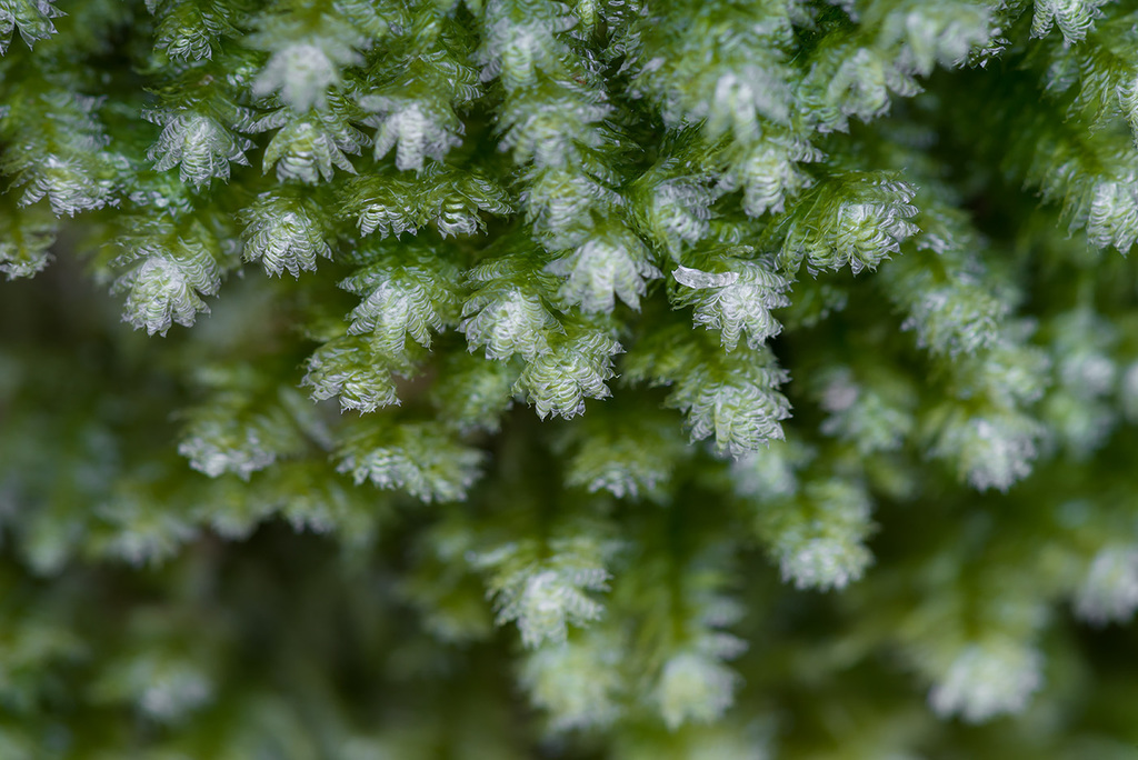 shingle moss (Neckera pennata) - Botanical Realm