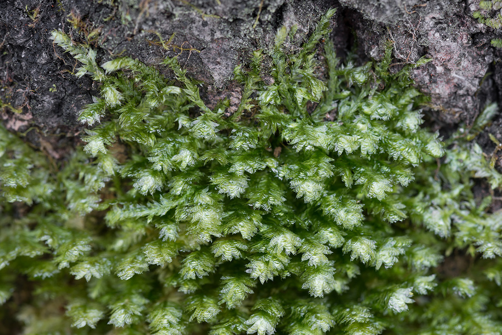 shingle moss (Neckera pennata) - Botanical Realm