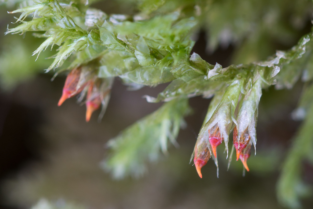 shingle moss (Neckera pennata) - Botanical Realm