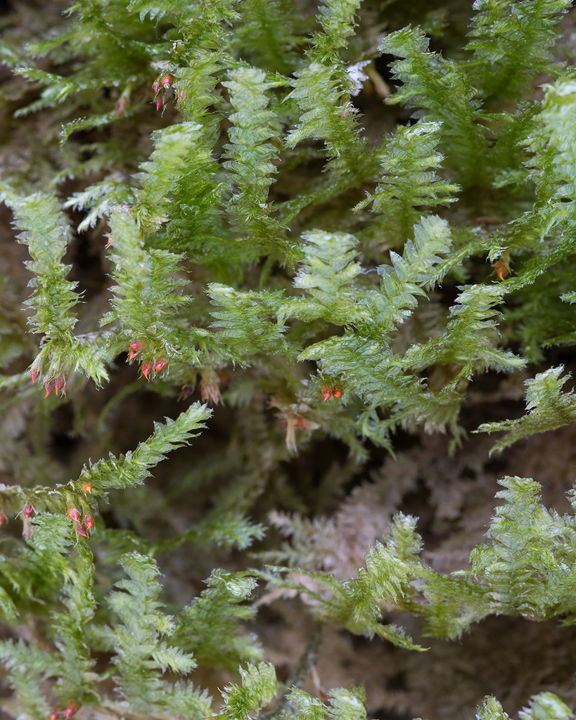 shingle moss (Neckera pennata) - Botanical Realm