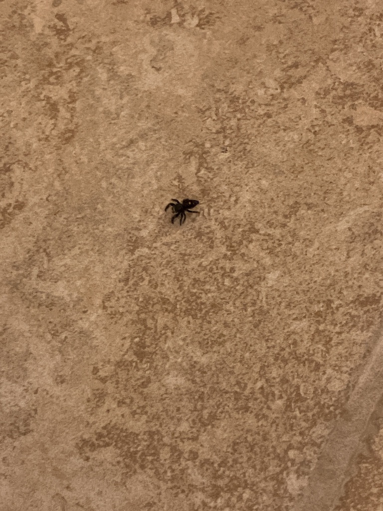 Bold Jumping Spider from Benton St, St. Louis, MO, US on March 19, 2026 ...