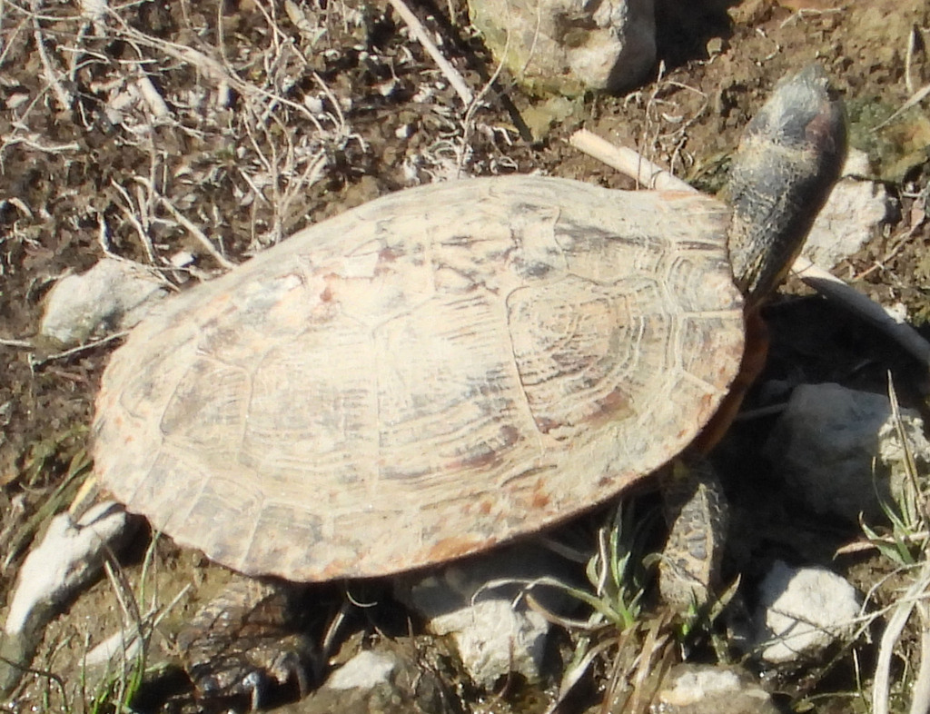 Red-eared Slider from FDA Blvd, Silver Spring, MD, USA on March 19 ...