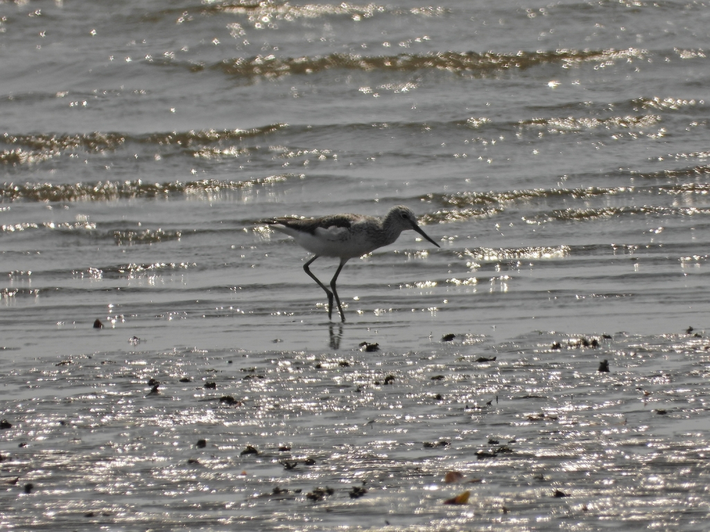 Common Greenshank from Moita grande, 926/1, opposite Agassaim, Beach ...