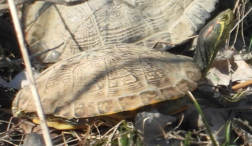 Pond Slider from FDA Blvd, Silver Spring, MD, USA on March 19, 2026 at ...