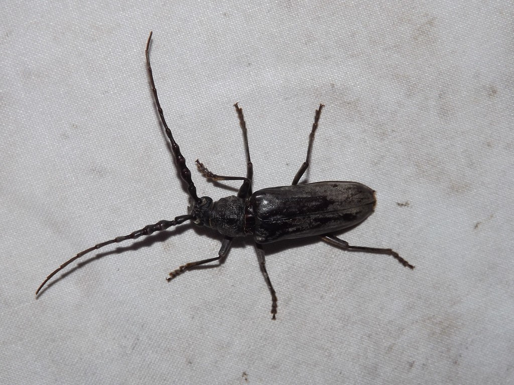 Pachydissus boops from Port Augusta SA, Australia on February 24, 2020 ...