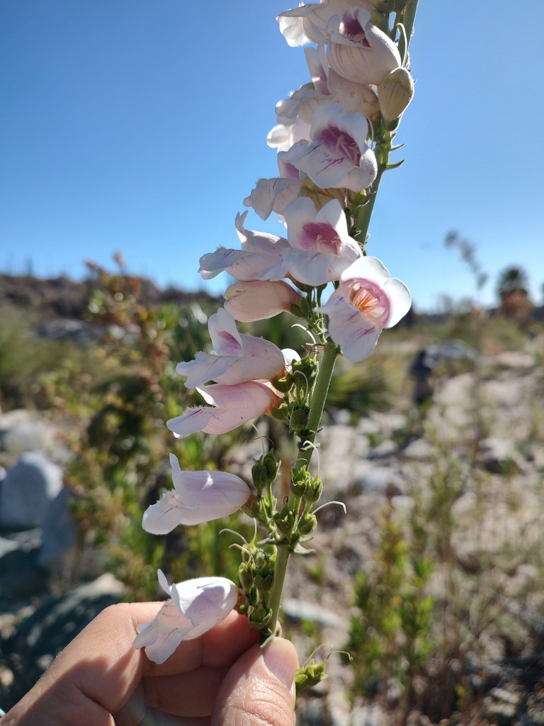 Extraordinary beardtongue from San Quintín, B.C., Mexico on April 20 ...