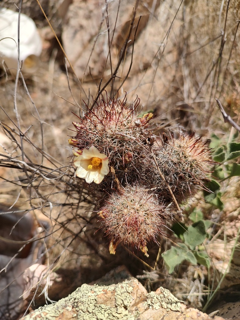 Peninsular fishhook cactus from San Quintín, B.C., Mexico on April 21 ...