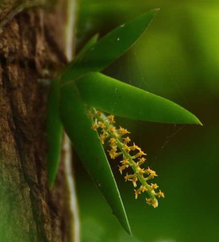 Falconer's Oberonia (Oberonia falconeri) · iNaturalist United Kingdom