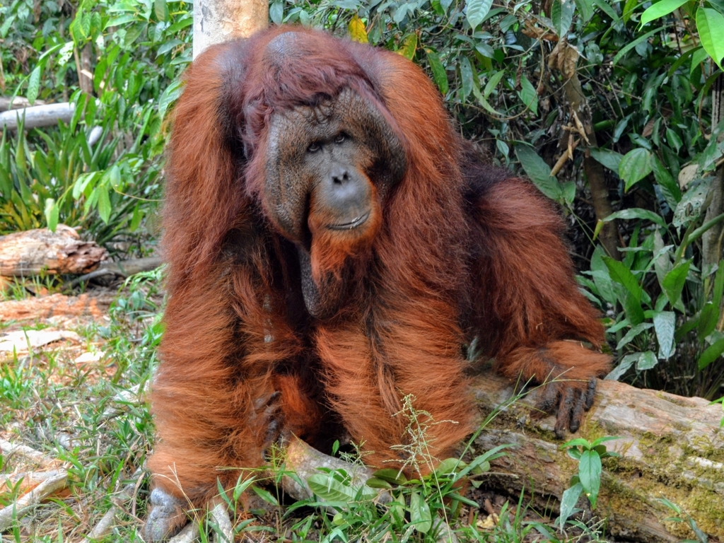 Orangutans (Pongo) - Know Your Mammals