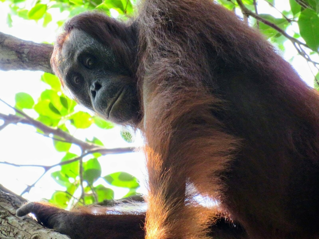 Orangutans (Pongo) - Know Your Mammals