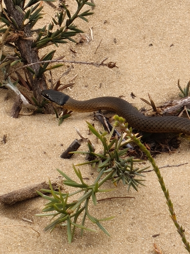 Elapid Snakes (Elapidae) - Snakes and Lizards