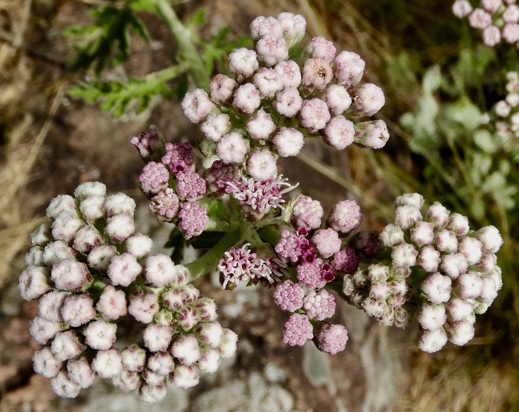 (Gyptis tanacetifolia) - Botanical Realm