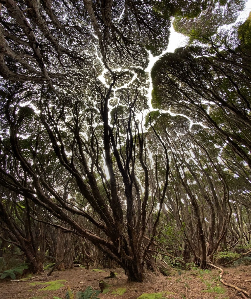 Southern rātā from Auckland Islands Nature Reserve, Auckland islands ...