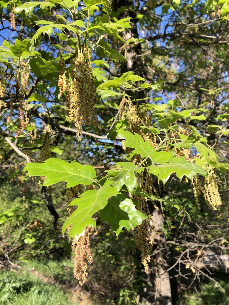 Oracle Oak from Pleasant Hill Rd, Lincoln, CA, US on March 3, 2020 at ...