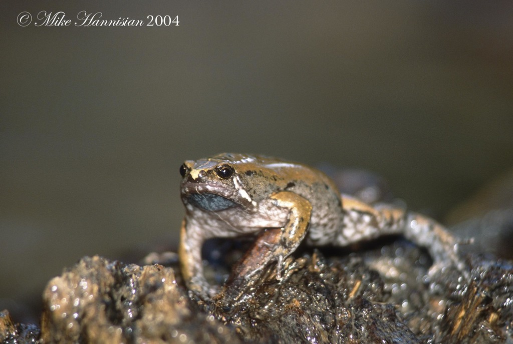 Sheep Frog in June 2004 by Mike Hannisian. Indian Ridge · iNaturalist