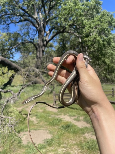 Whipsnakes (Masticophis) - Snakes and Lizards