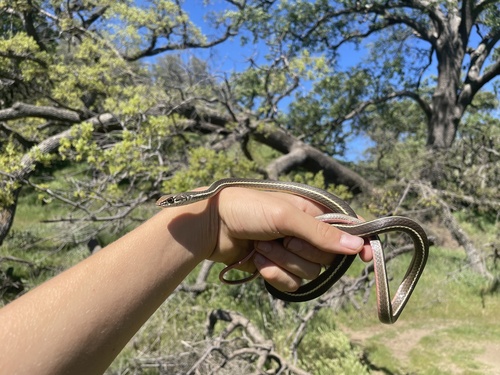 California Striped Racer (Masticophis lateralis lateralis) - Snakes and ...