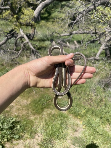 California Striped Racer (Masticophis lateralis lateralis) - Snakes and ...