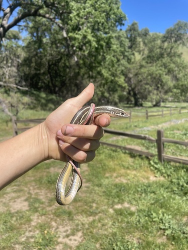 California Striped Racer (Masticophis lateralis lateralis) - Snakes and ...