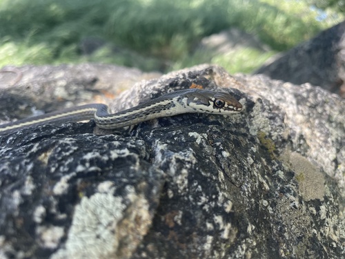 California Striped Racer (Masticophis lateralis lateralis) - Snakes and ...