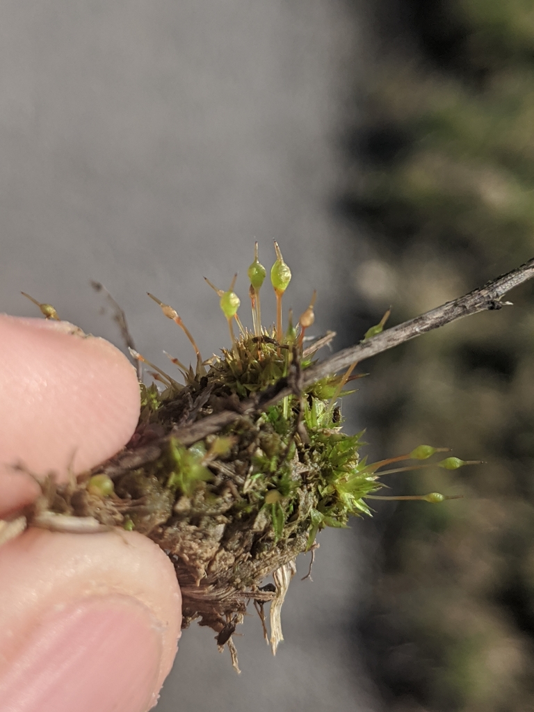 common bladder moss from Berea, KY, USA on March 3, 2020 at 04:29 PM by ...