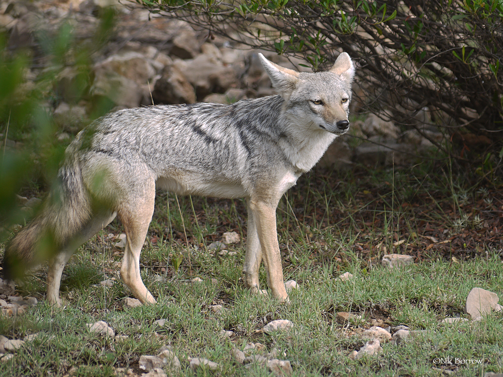 African Wolf (Canis lupaster) - Know Your Mammals
