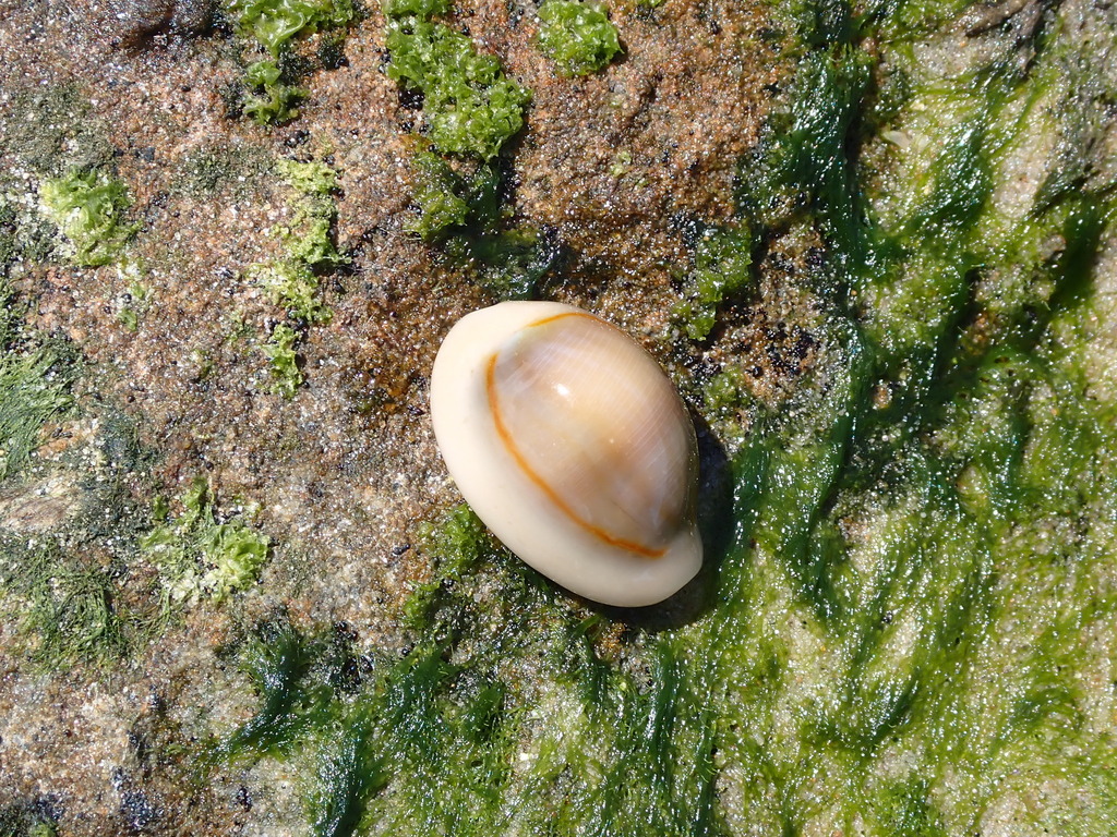 Gold Ring Cowry from Woody Head NSW 2466, Australia on March 17, 2026 ...