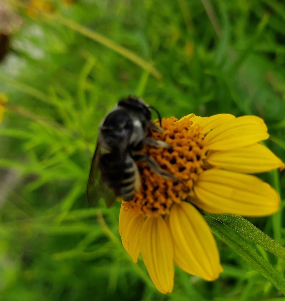 Leafcutter, Mortar, and Resin Bees from South Padre Island, TX 78597 ...