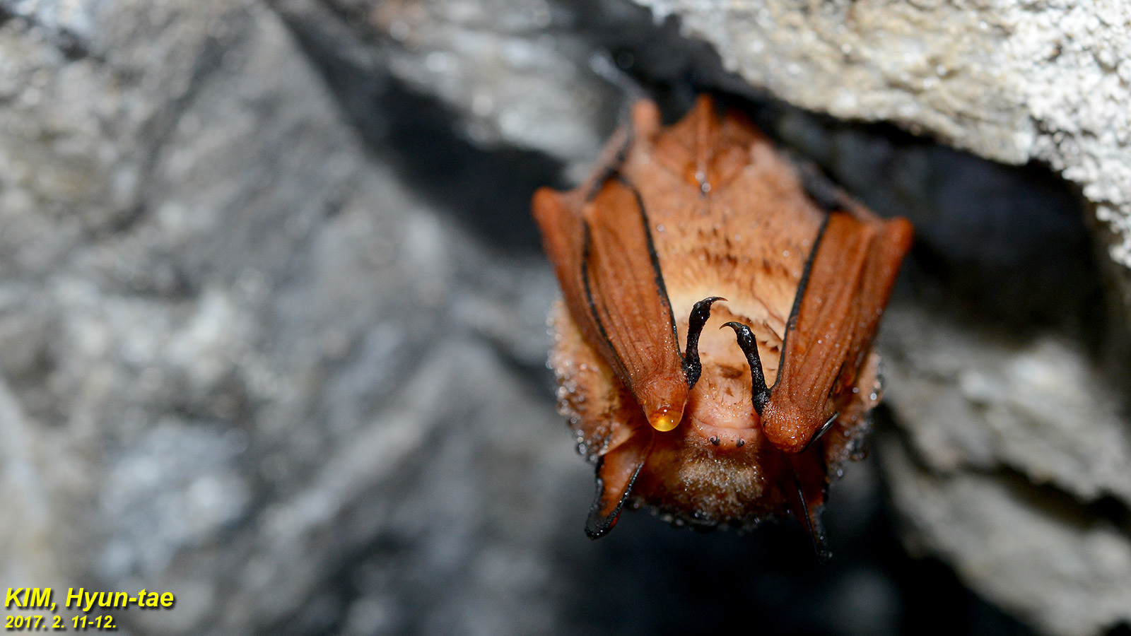 Myotis rufoniger (Tomes, 1858)
