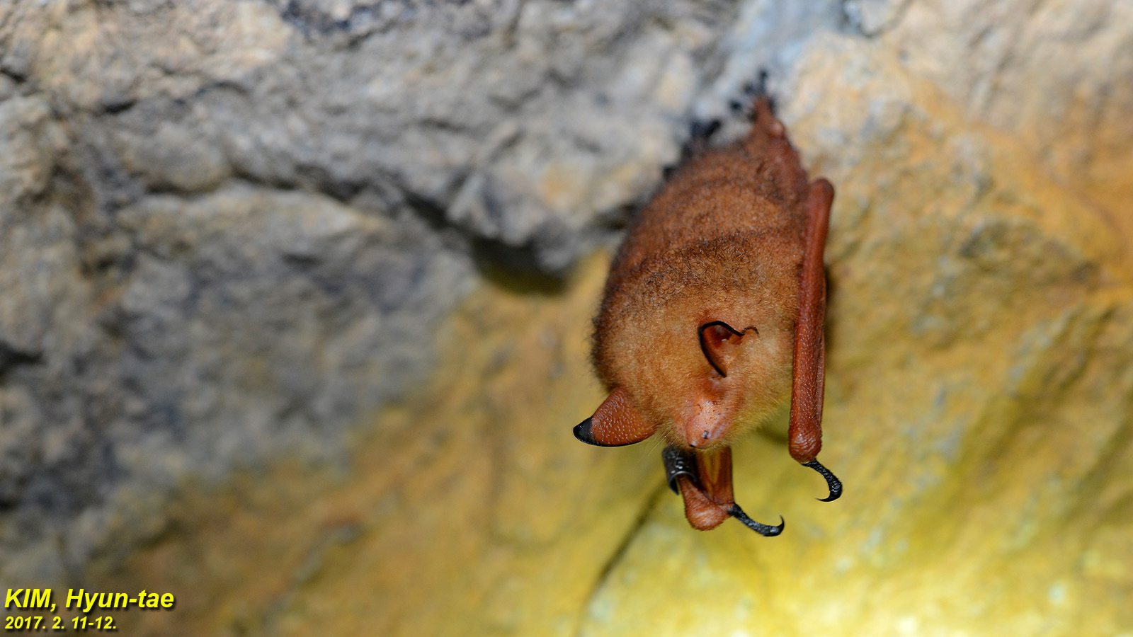 Myotis rufoniger (Tomes, 1858)