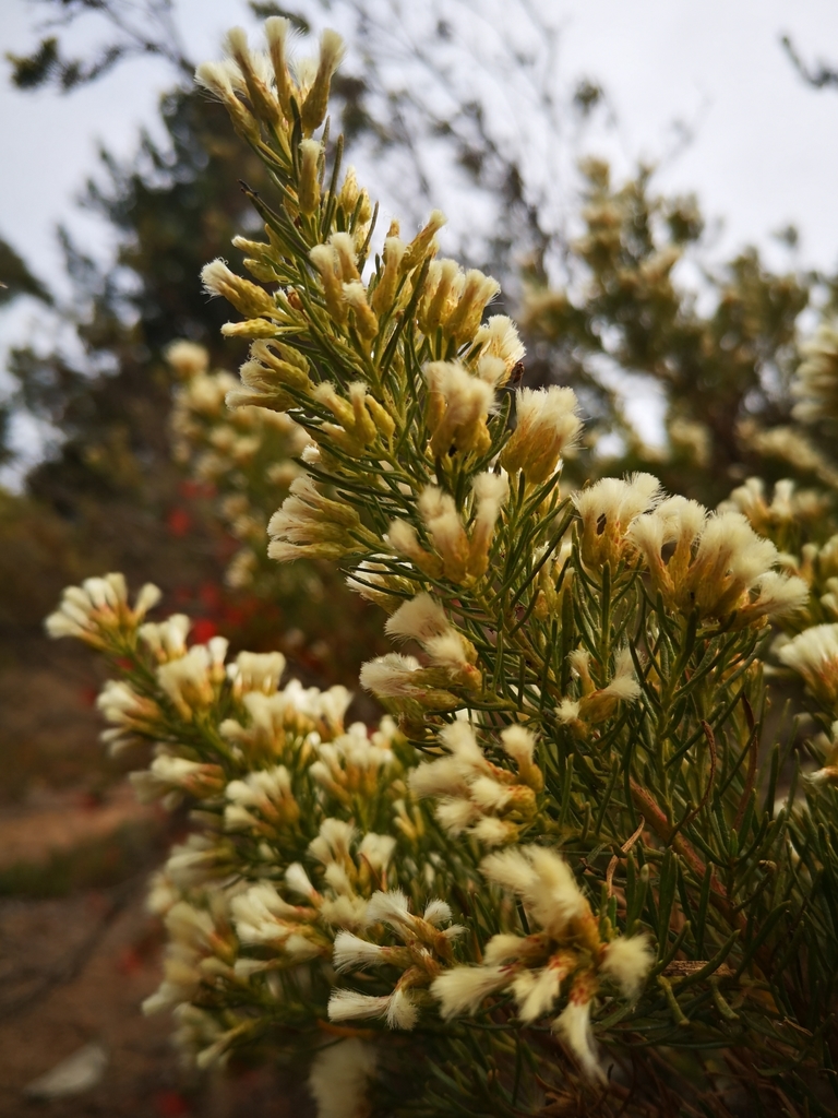 Romerillo (Biodiversidad Quebrada El Tranque) · iNaturalist