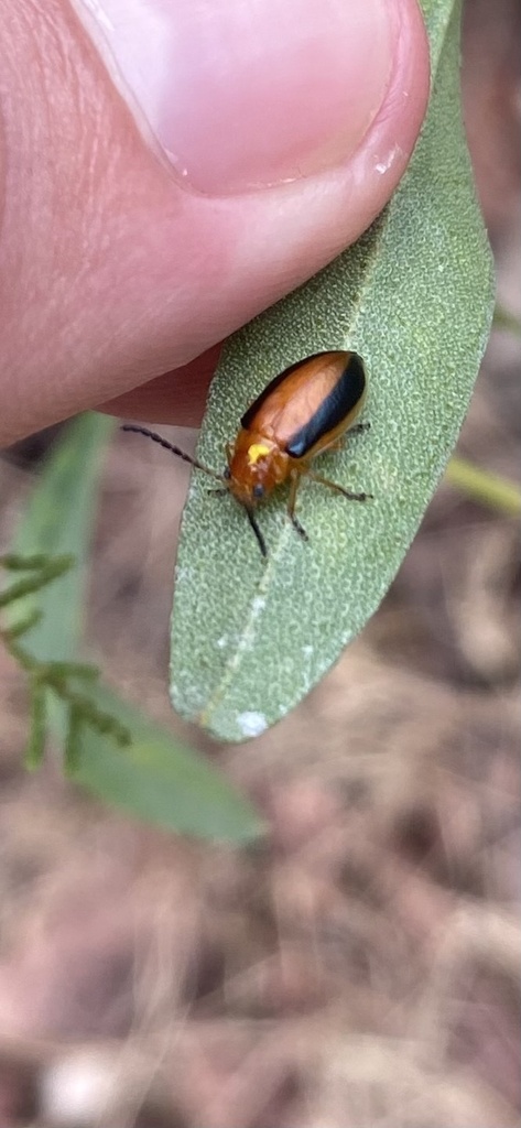 Oides from Litchfield National Park, Litchfield Park, NT, AU on March ...