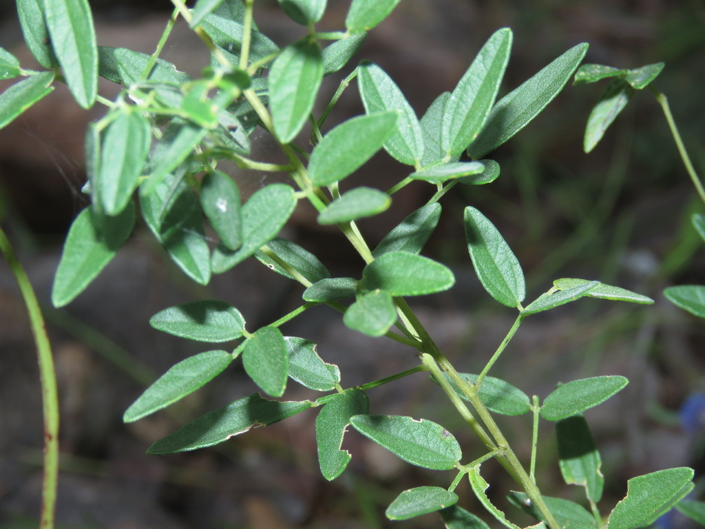 Dunbaria debilis from Litchfield, Cox-Finniss, AU-NT, AU on March 21 ...