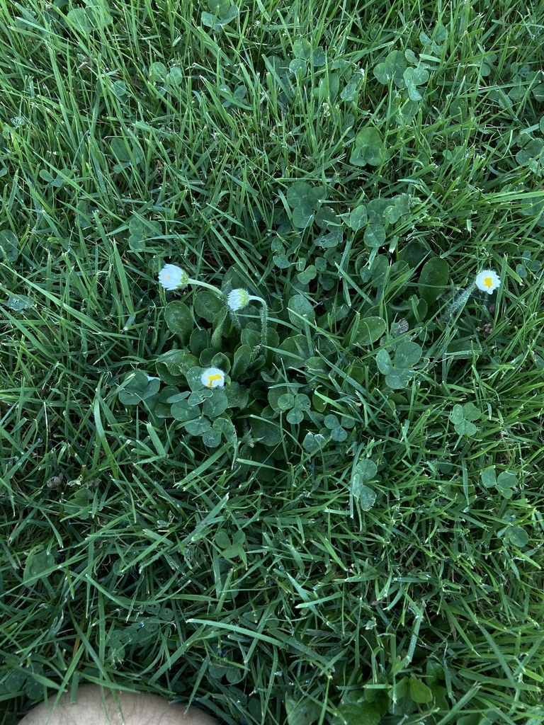 Lawn daisy from Placerville Dr, Placerville, CA, US on March 20, 2026 ...