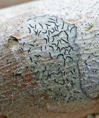 Graphis lineola (Lichen of the British Indian Ocean Territory ...