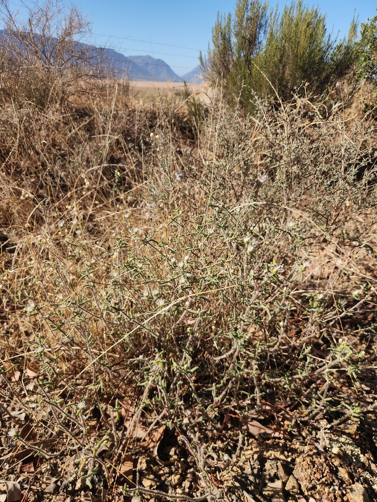 Dewfigs from Porterville, 6810, South Africa on March 21, 2026 at 09:34 ...