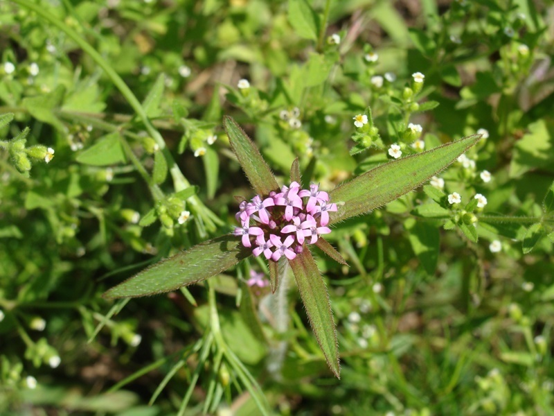 Albacar (dfghjkl) · iNaturalist