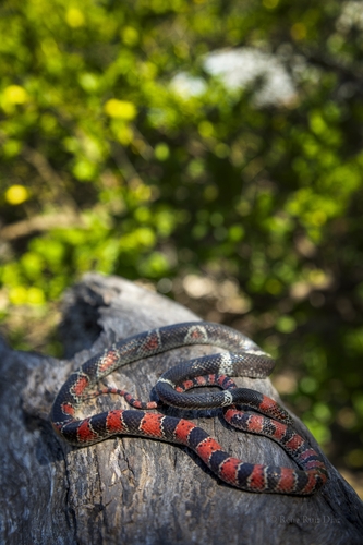 Colubrid Snakes (Colubridae) - Snakes and Lizards