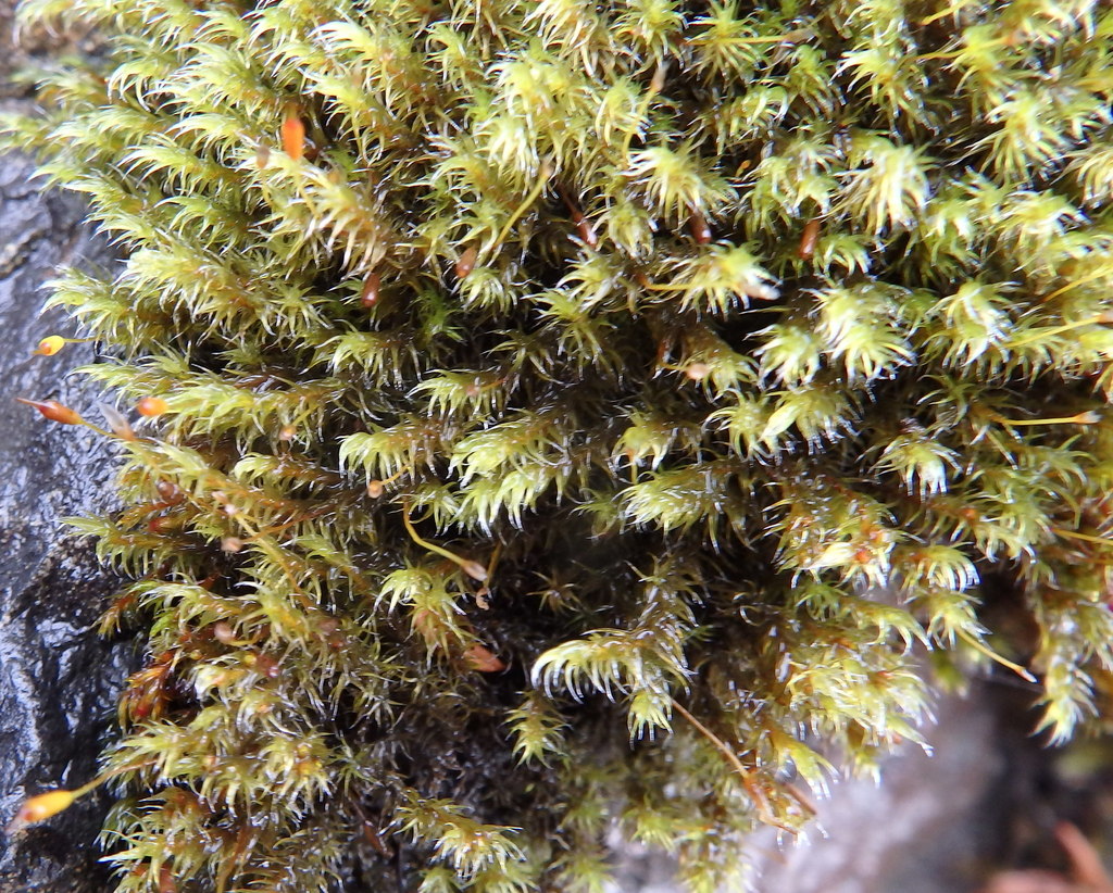 Lesser Fringe-moss (Fungi and Lichen, Mosses, Liverworts, Red Algae ...