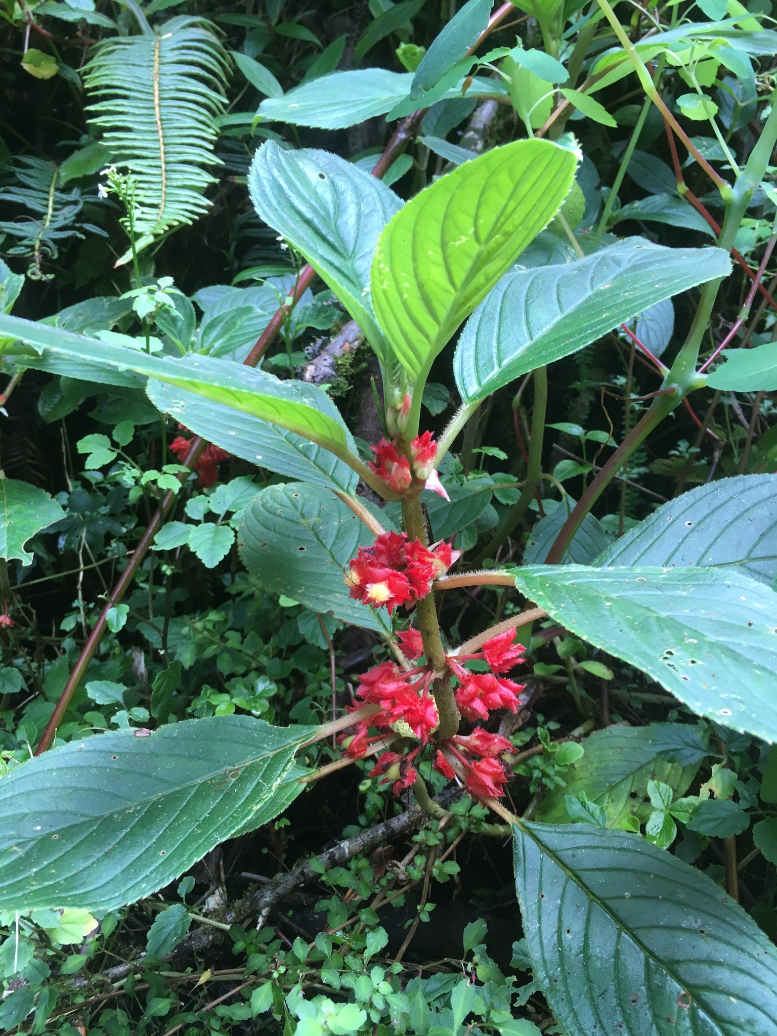 Glossoloma ichthyoderma (Hanst.) J.L.Clark