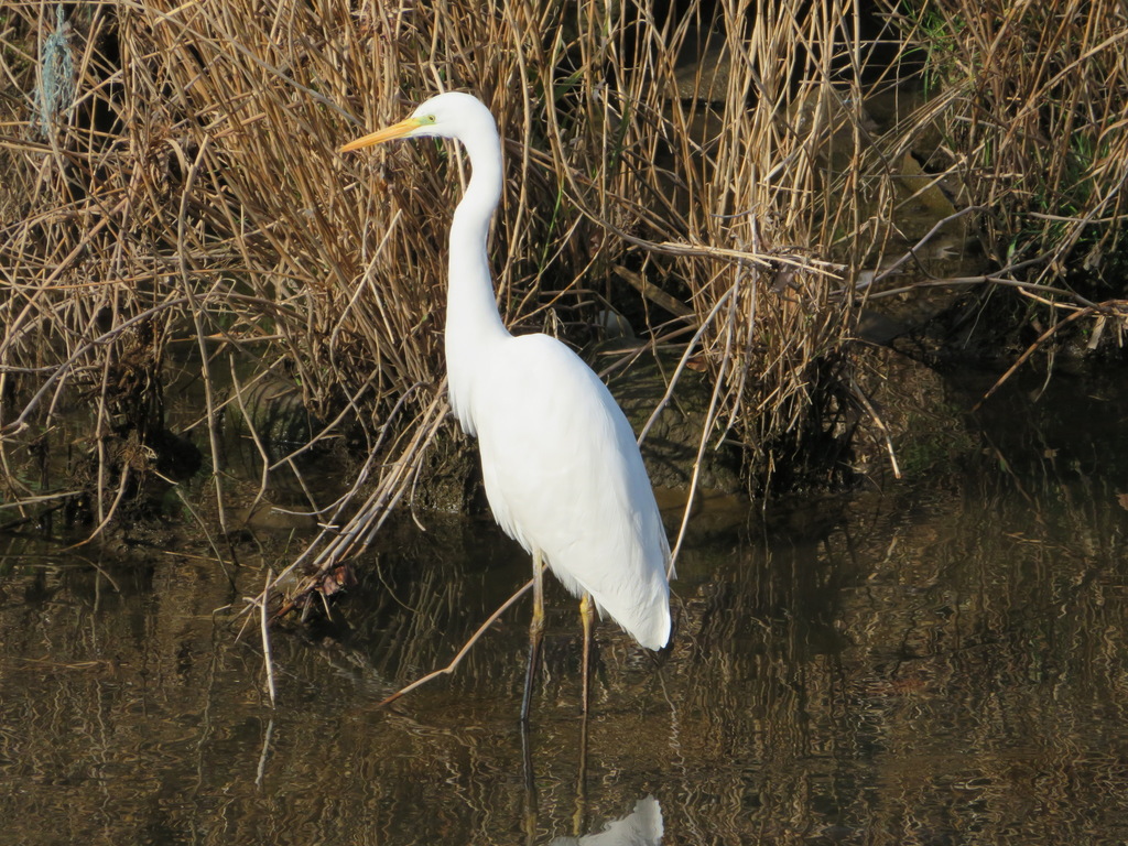 Great Egret from Minami Ward, Sagamihara, Kanagawa, Japan on March 03 ...