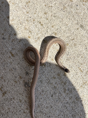Colubrid Snakes (Colubridae) - Snakes and Lizards