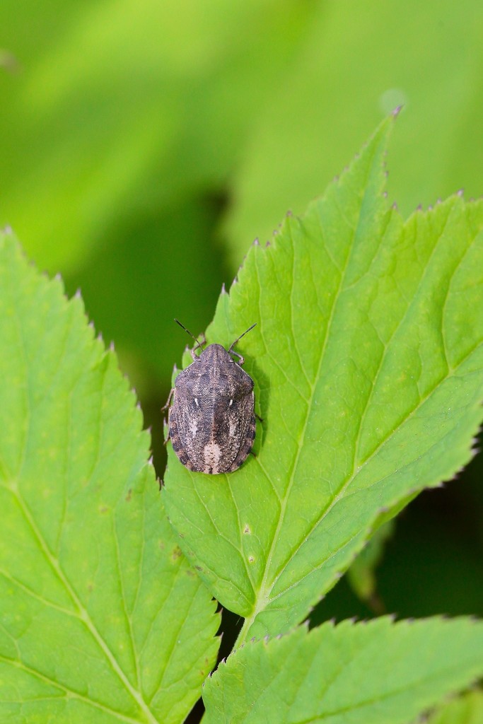 European Tortoise Bug from Нижнекамский р-н, Респ. Татарстан, Россия on ...