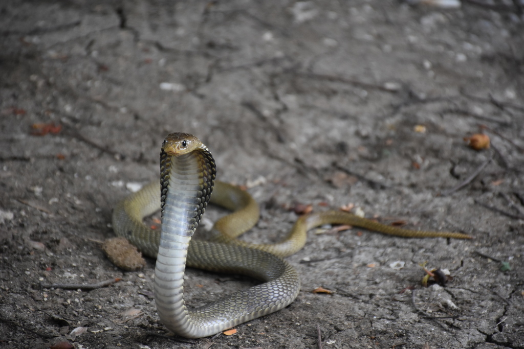 Indonesian Cobra in December 2018 by Matt · iNaturalist