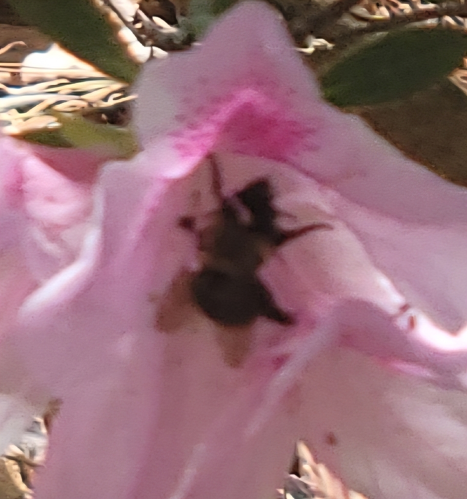 Blueberry Digger Bee from Boyce, LA 71409, USA on March 21, 2026 at 01: ...