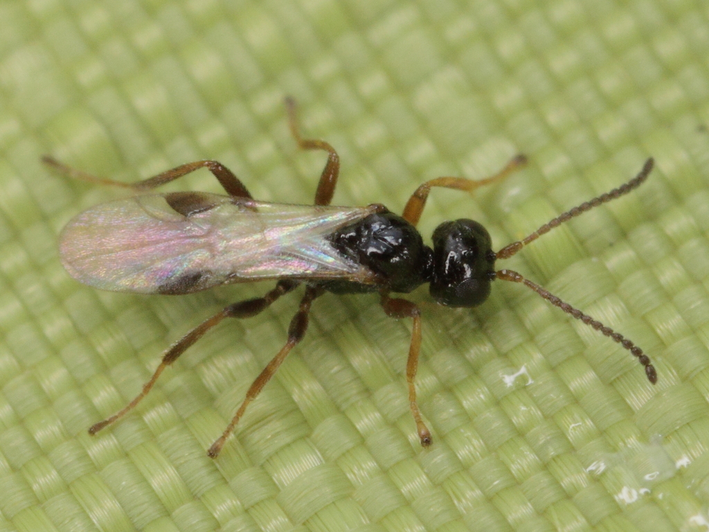 Braconid Wasps (SBBG Lompoc SWP Floral Visitor Guide ) · iNaturalist