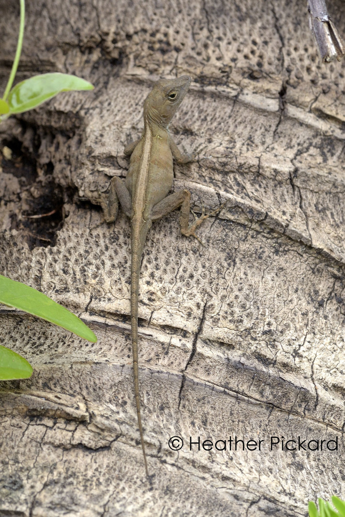Common Stout Anole from San Felipe de Puerto Plata, DO-PP, DO on ...