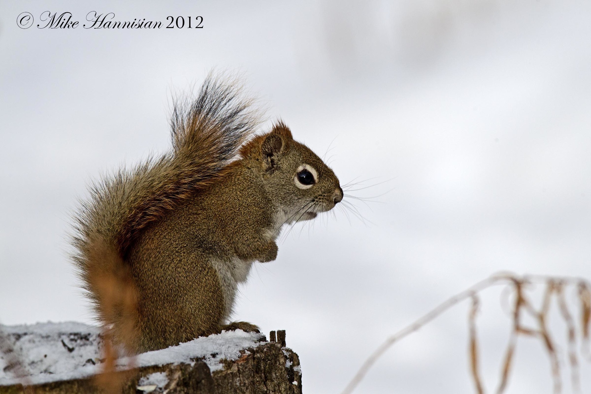 American Red Squirrels