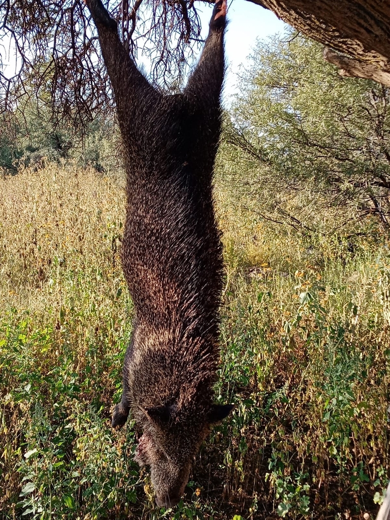 Collared Peccary from GX4M+R2, 99135 Río de Medina, Zac., México by ...